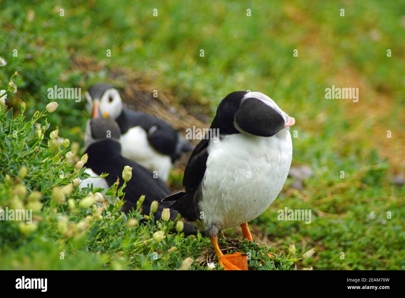puffins at the Skellig islands Stock Photo - Alamy