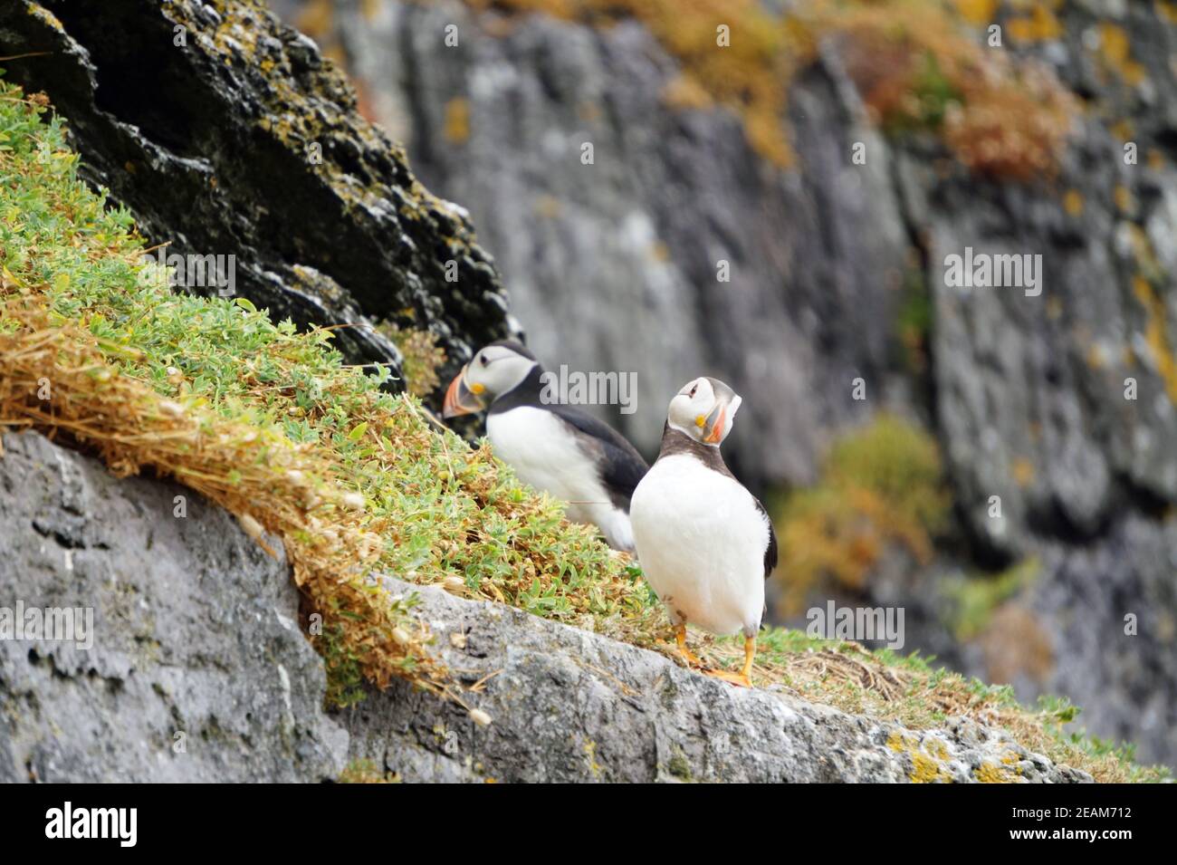 puffins at the Skellig islands Stock Photo - Alamy
