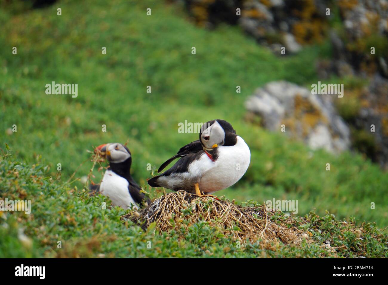 puffins at the Skellig islands Stock Photo - Alamy