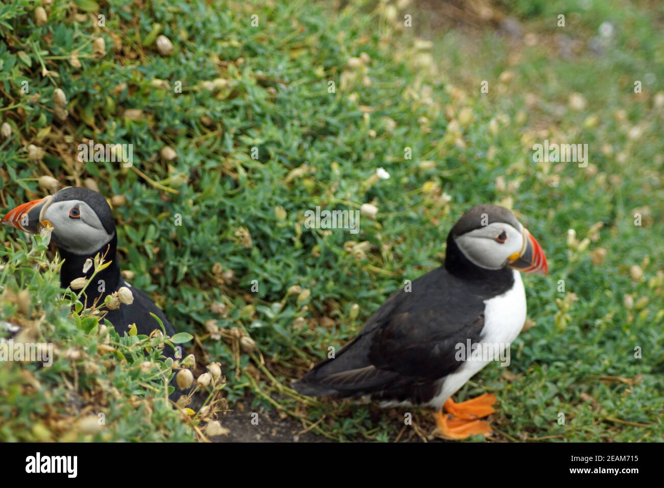 puffins at the Skellig islands Stock Photo - Alamy