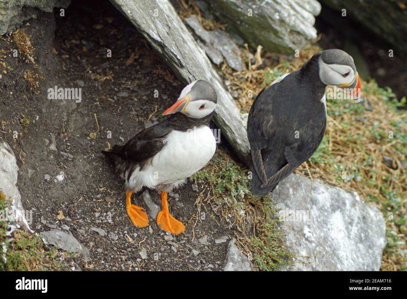 puffins at the Skellig islands Stock Photo - Alamy