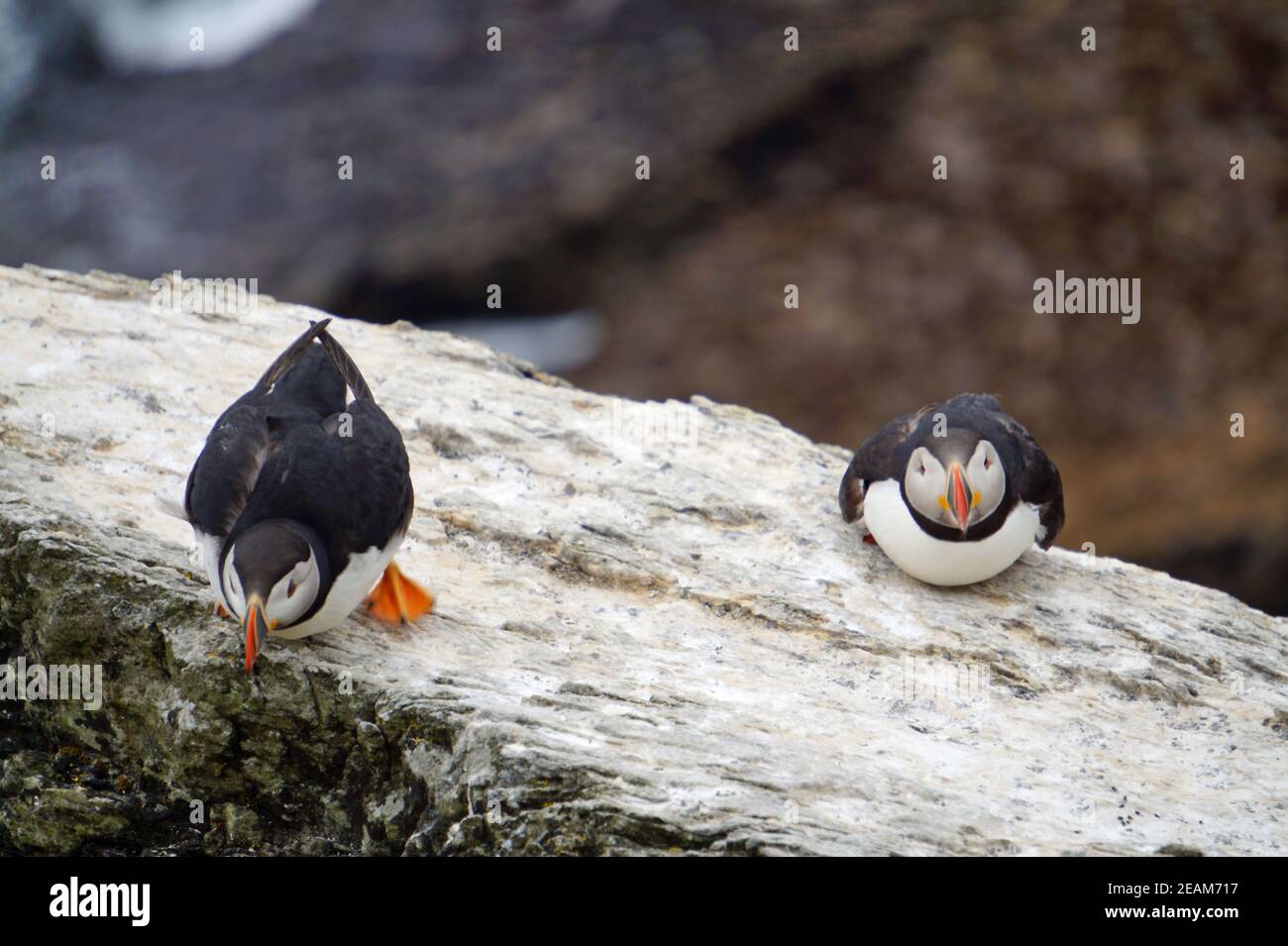 puffins at the Skellig islands Stock Photo - Alamy