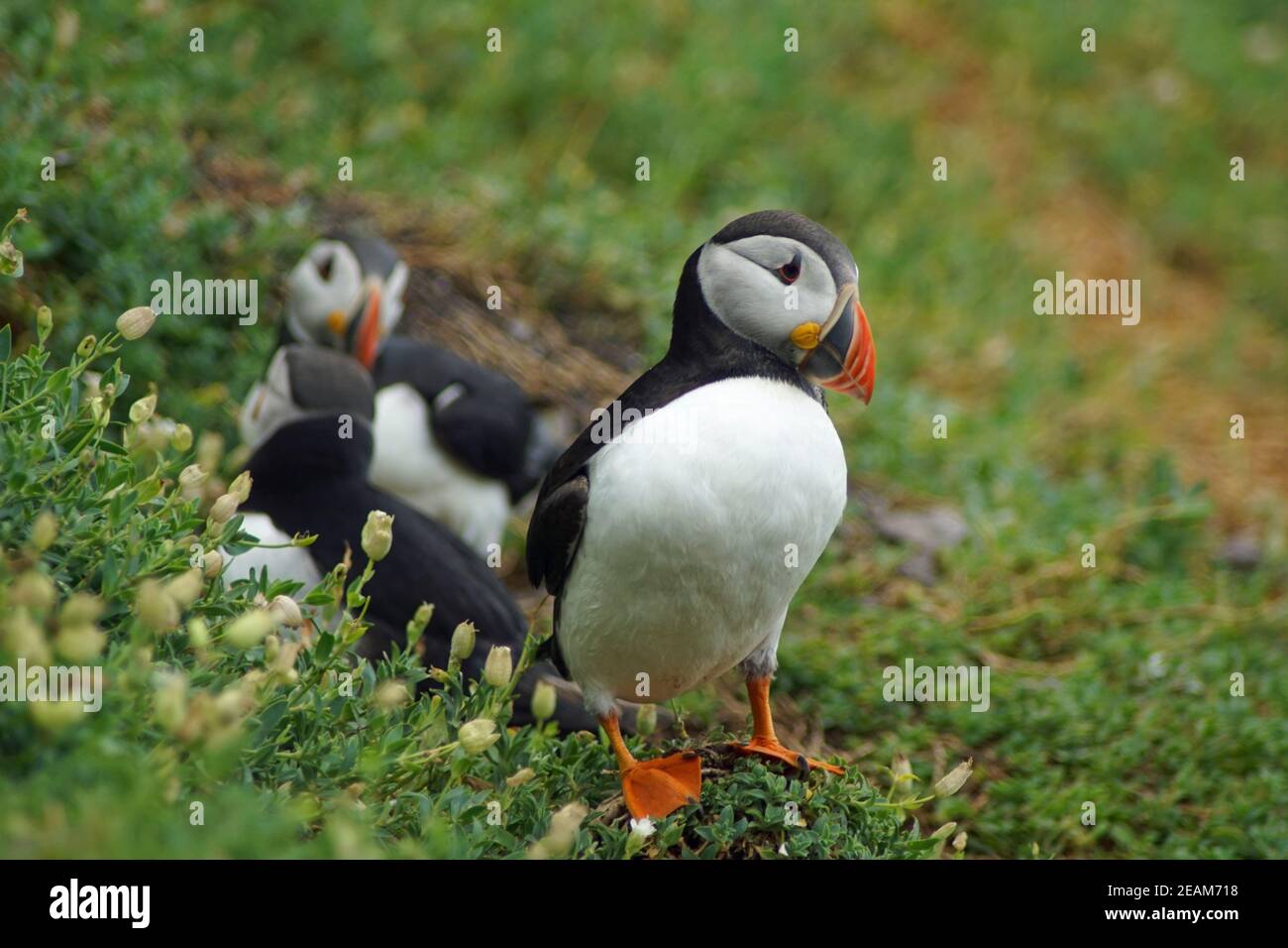 puffins at the Skellig islands Stock Photo - Alamy