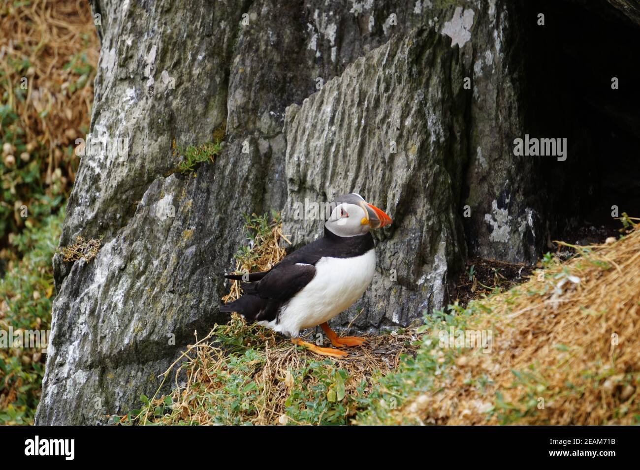 puffins at the Skellig islands Stock Photo - Alamy