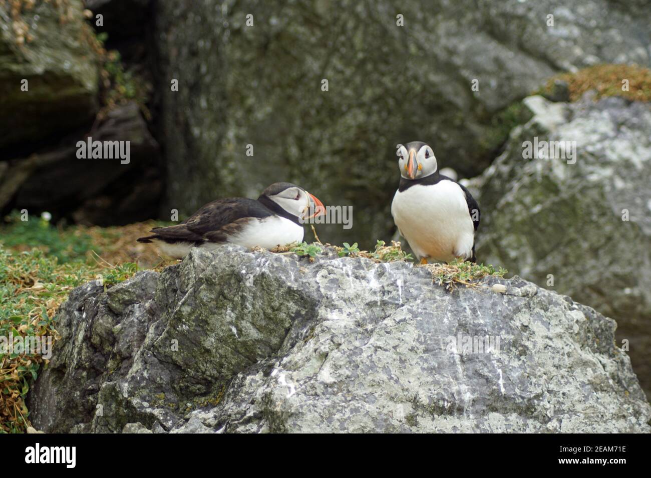 puffins at the Skellig islands Stock Photo - Alamy