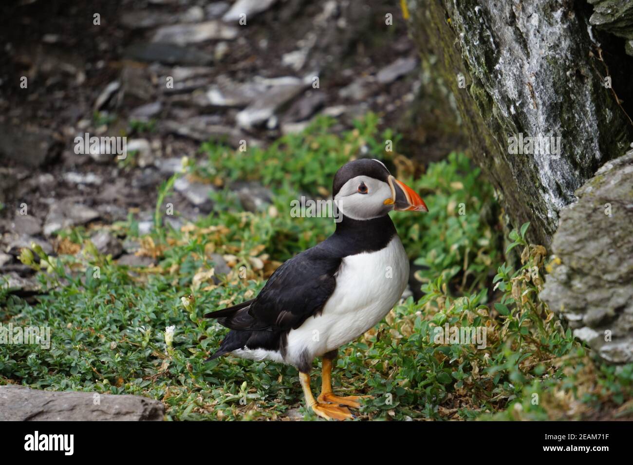 puffins at the Skellig islands Stock Photo - Alamy