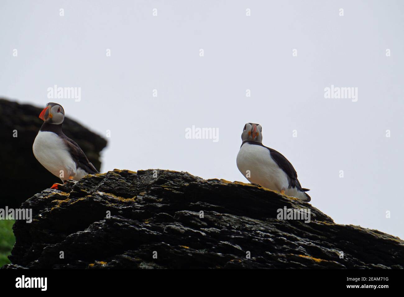 puffins at the Skellig islands Stock Photo - Alamy