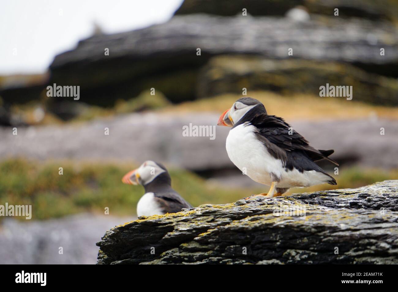 puffins at the Skellig islands Stock Photo - Alamy
