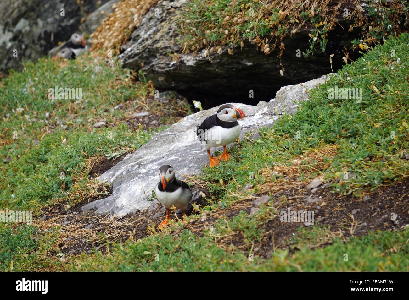 puffins at the Skellig islands Stock Photo - Alamy