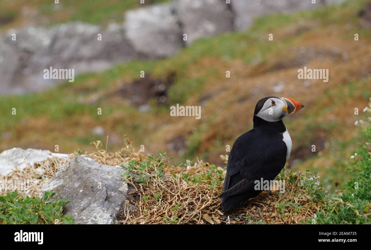 puffins at the Skellig islands Stock Photo - Alamy