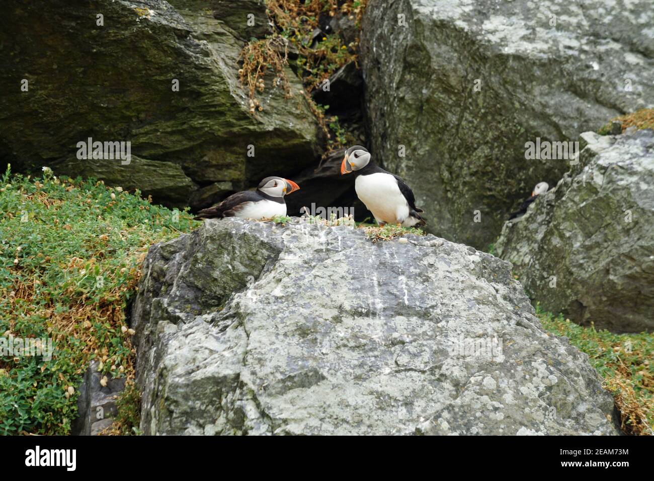 puffins at the Skellig islands Stock Photo - Alamy