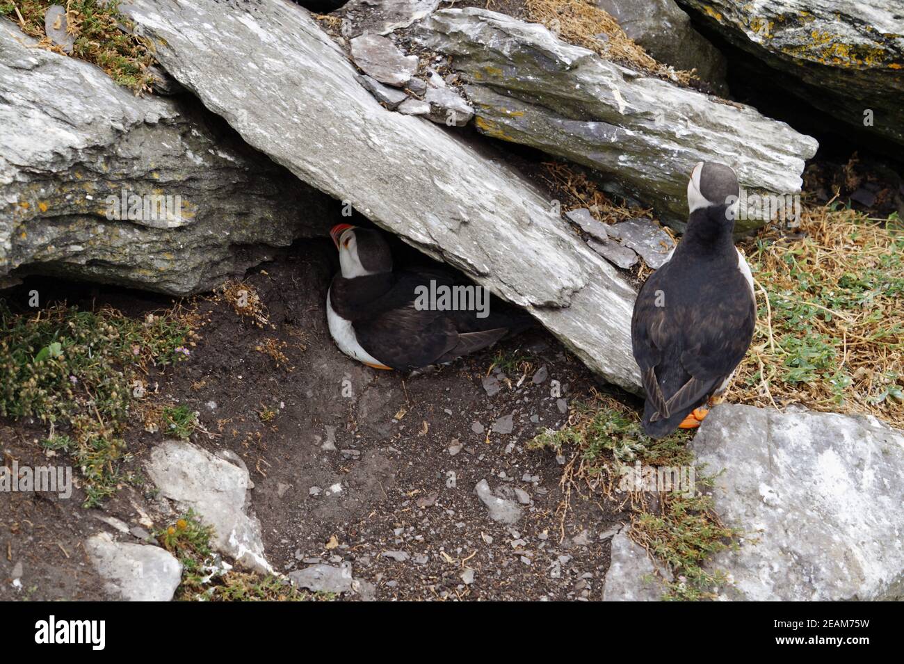 puffins at the Skellig islands Stock Photo - Alamy