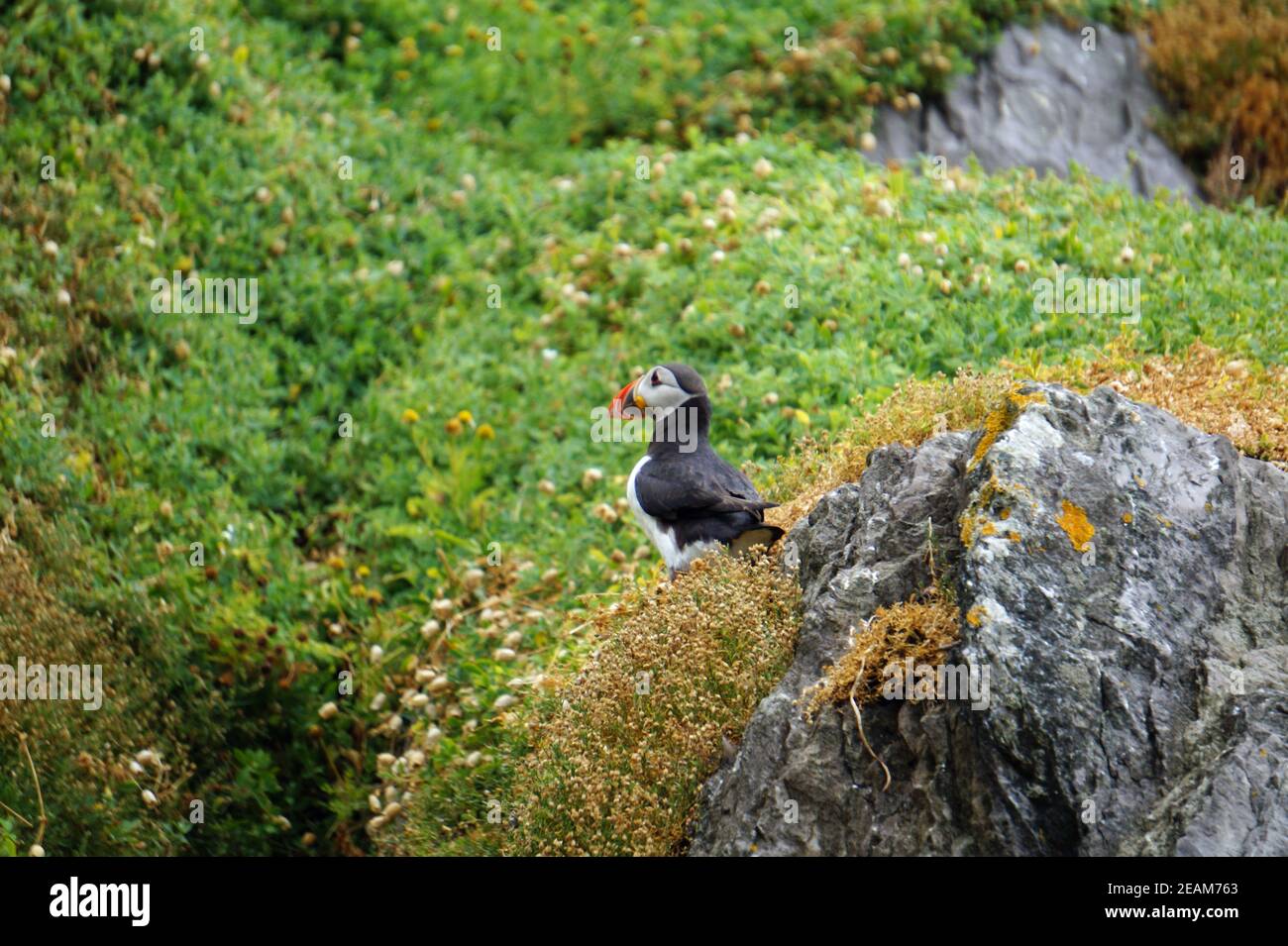 puffins at the Skellig islands Stock Photo - Alamy