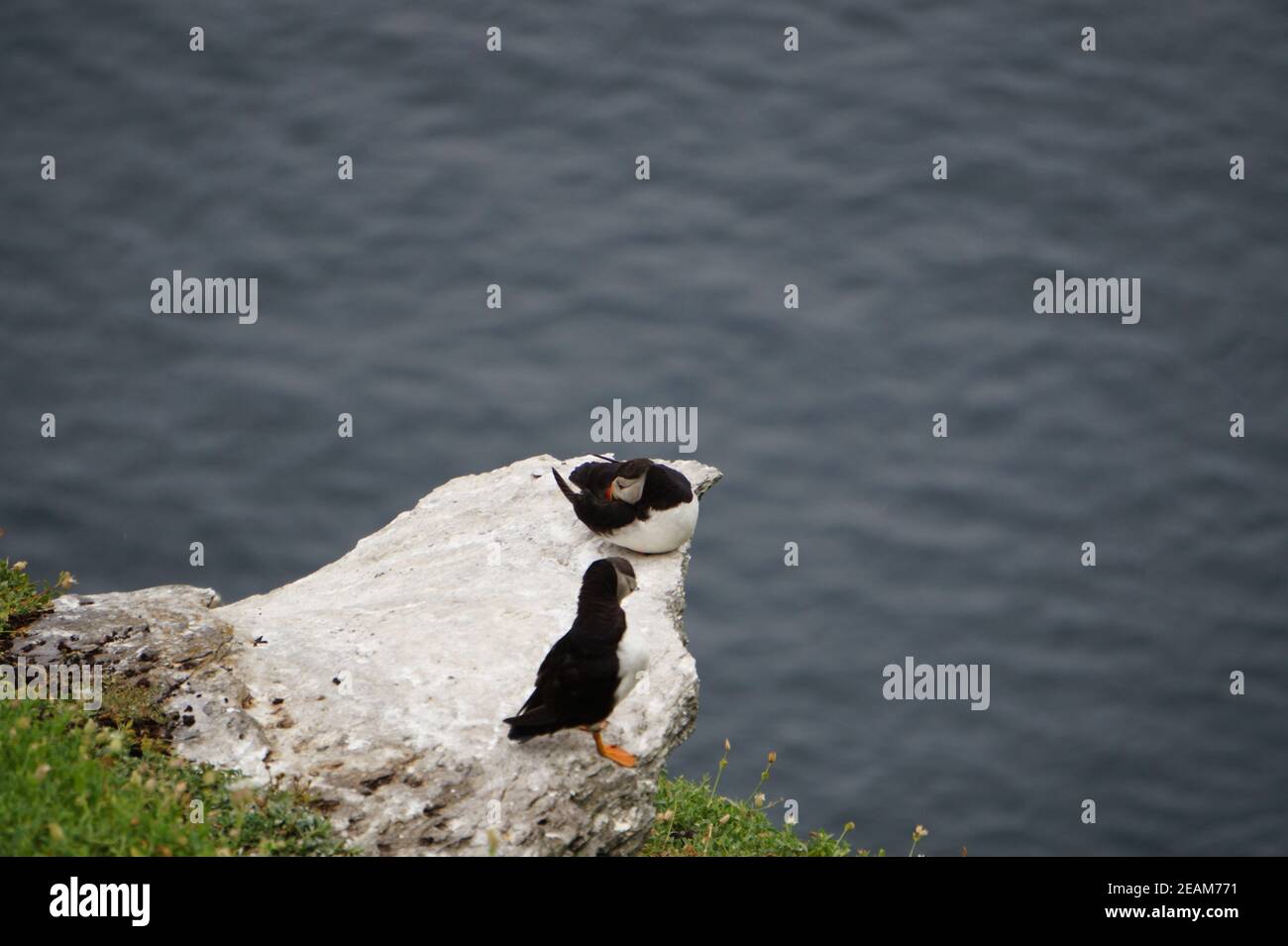 puffins at the Skellig islands Stock Photo - Alamy