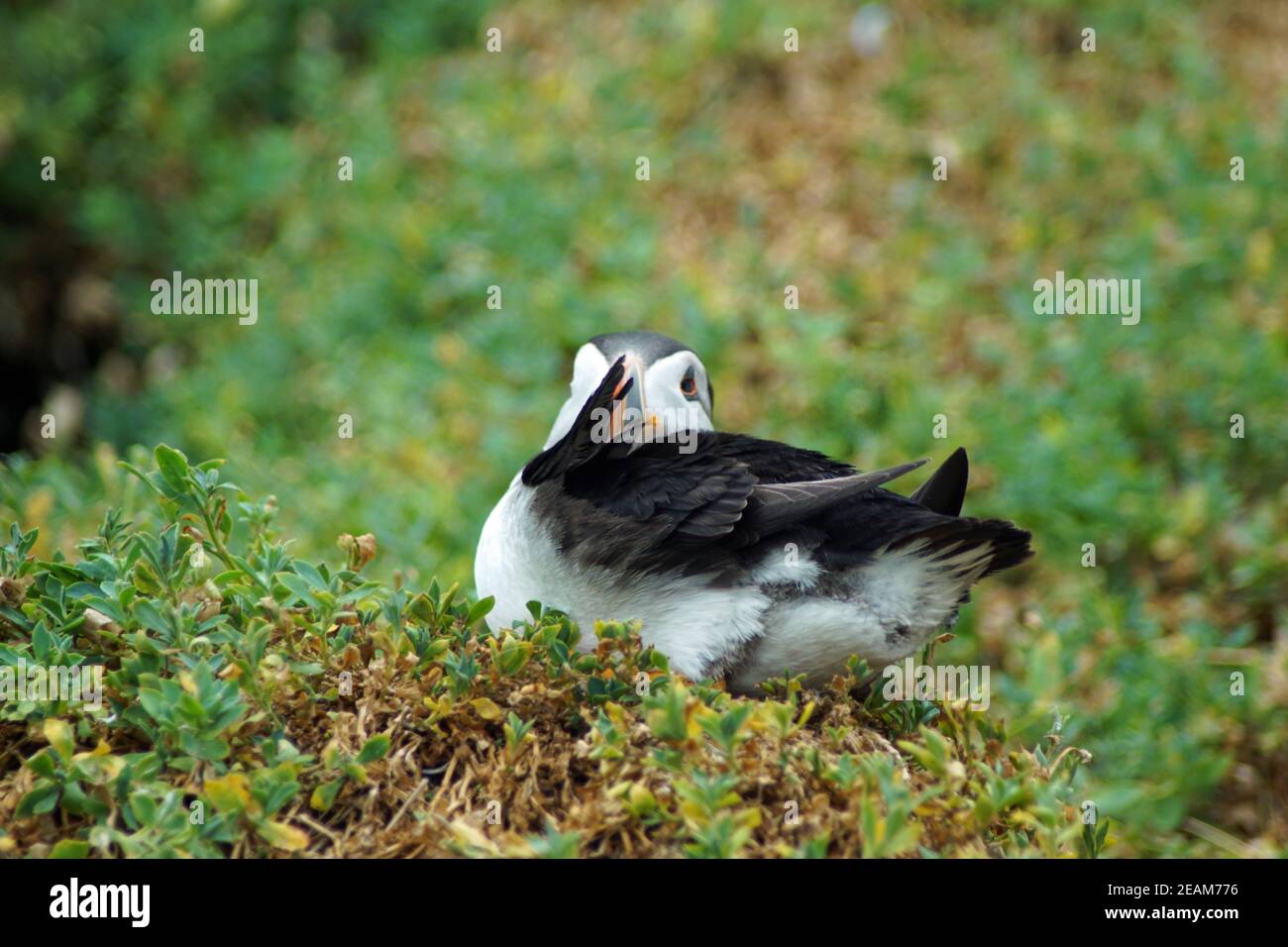 puffins at the Skellig islands Stock Photo - Alamy