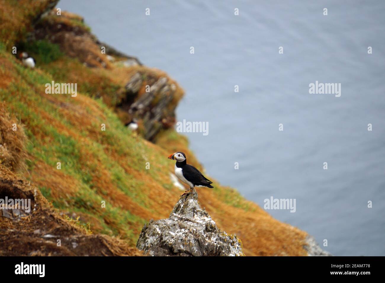 puffins at the Skellig islands Stock Photo - Alamy