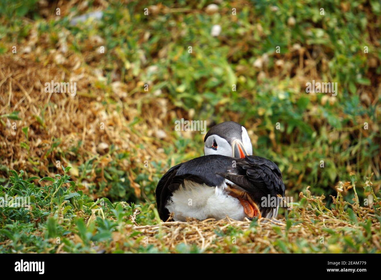 puffins at the Skellig islands Stock Photo - Alamy
