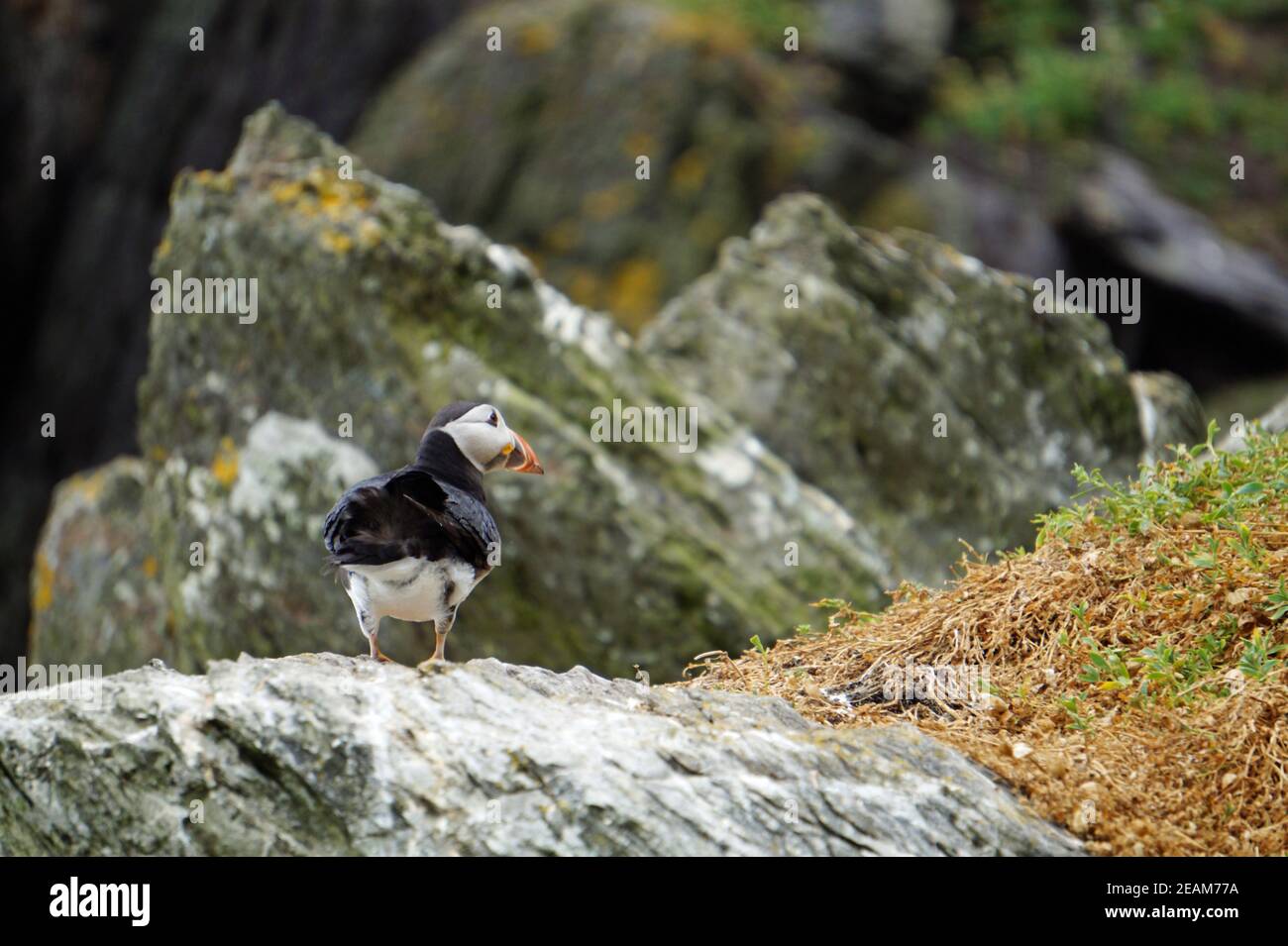 puffins at the Skellig islands Stock Photo - Alamy