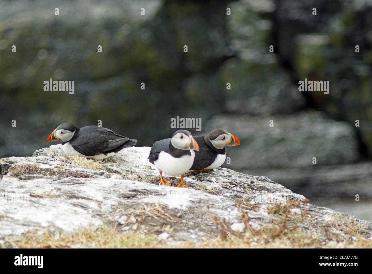 puffins at the Skellig islands Stock Photo - Alamy