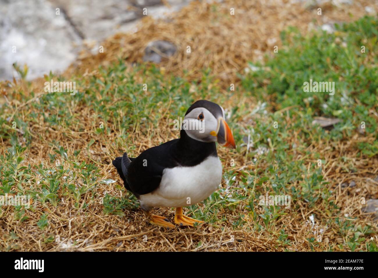 puffins at the Skellig islands Stock Photo - Alamy