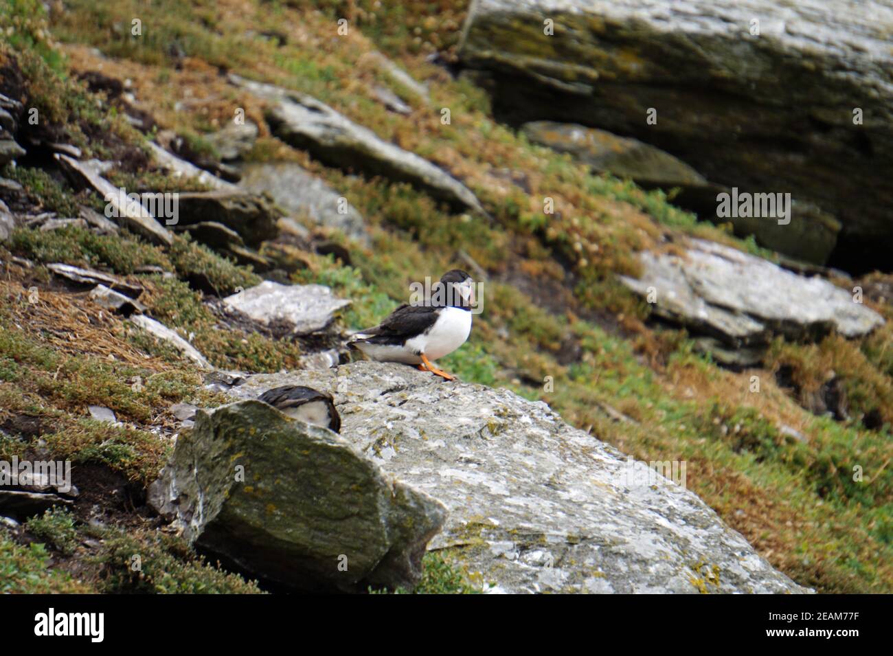 puffins at the Skellig islands Stock Photo - Alamy