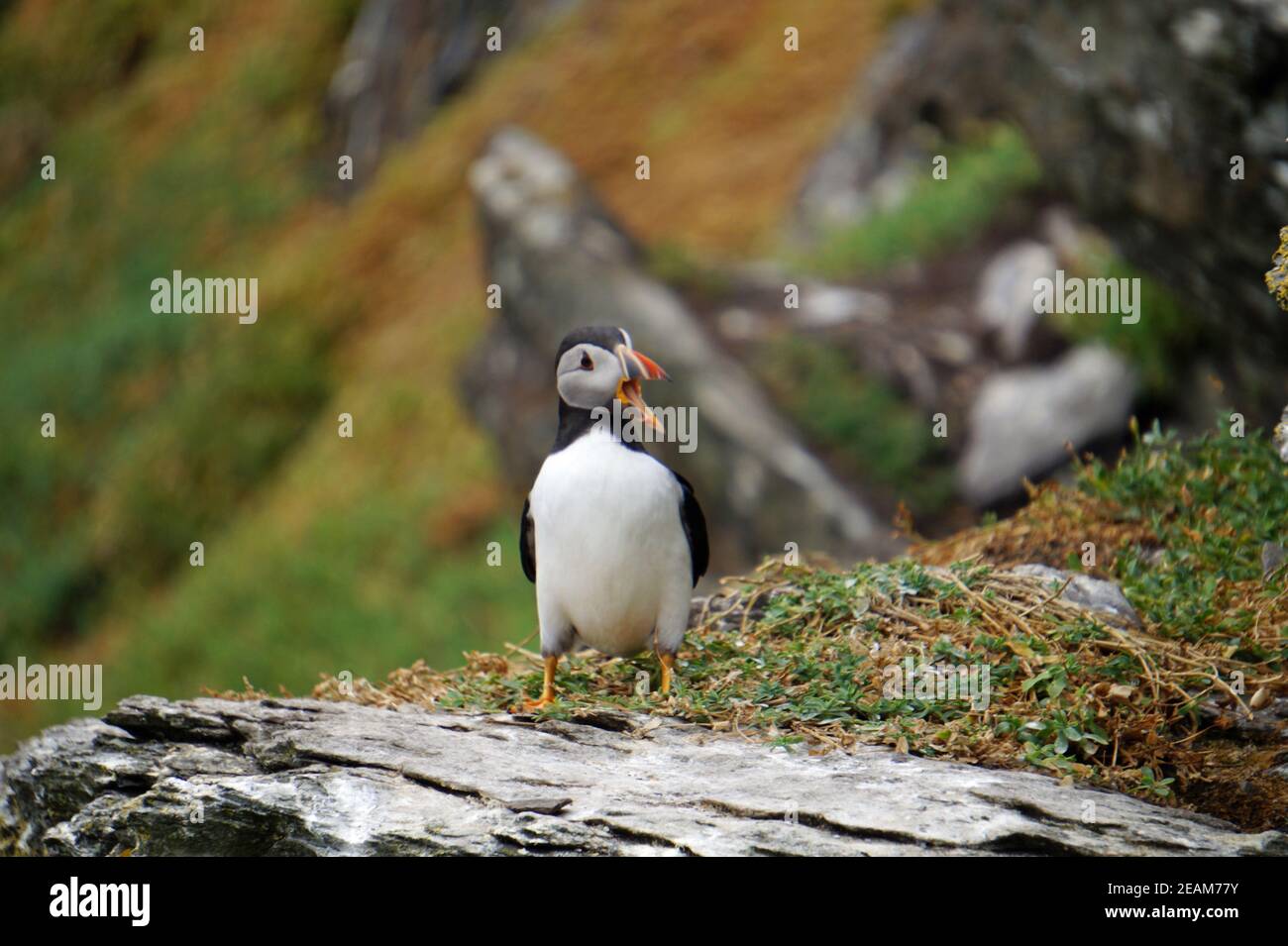 puffins at the Skellig islands Stock Photo - Alamy