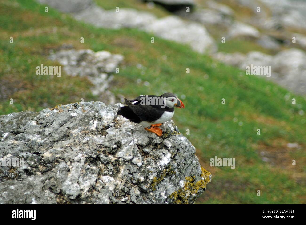 puffins at the Skellig islands Stock Photo - Alamy