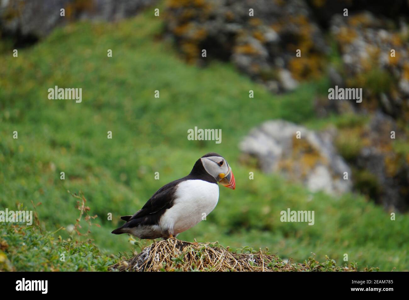 puffins at the Skellig islands Stock Photo - Alamy