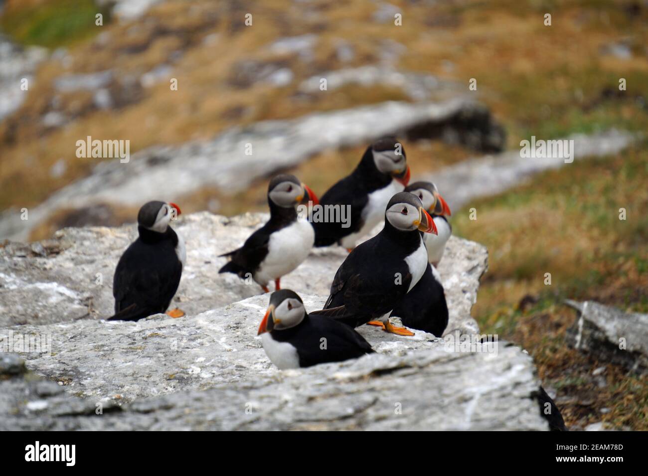 puffins at the Skellig islands Stock Photo - Alamy