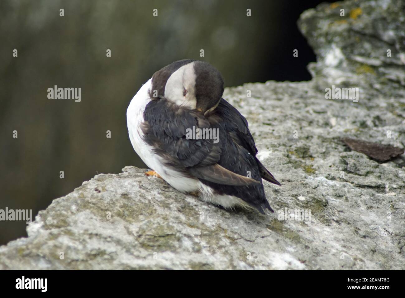 puffins at the Skellig islands Stock Photo - Alamy
