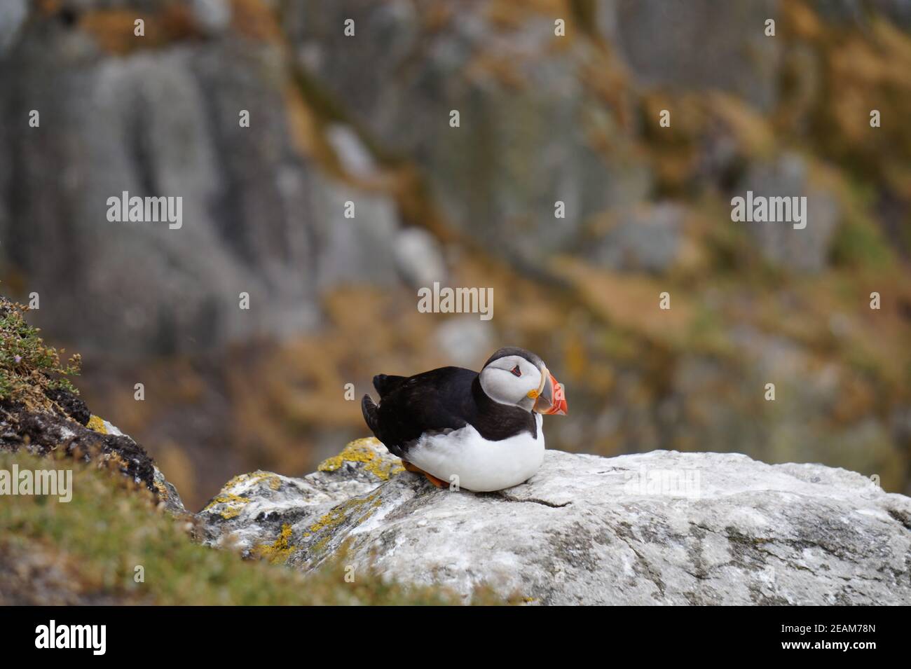 puffins at the Skellig islands Stock Photo - Alamy