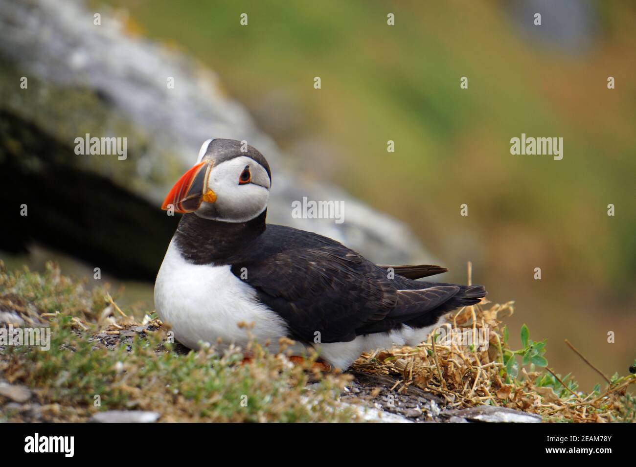 puffins at the Skellig islands Stock Photo - Alamy
