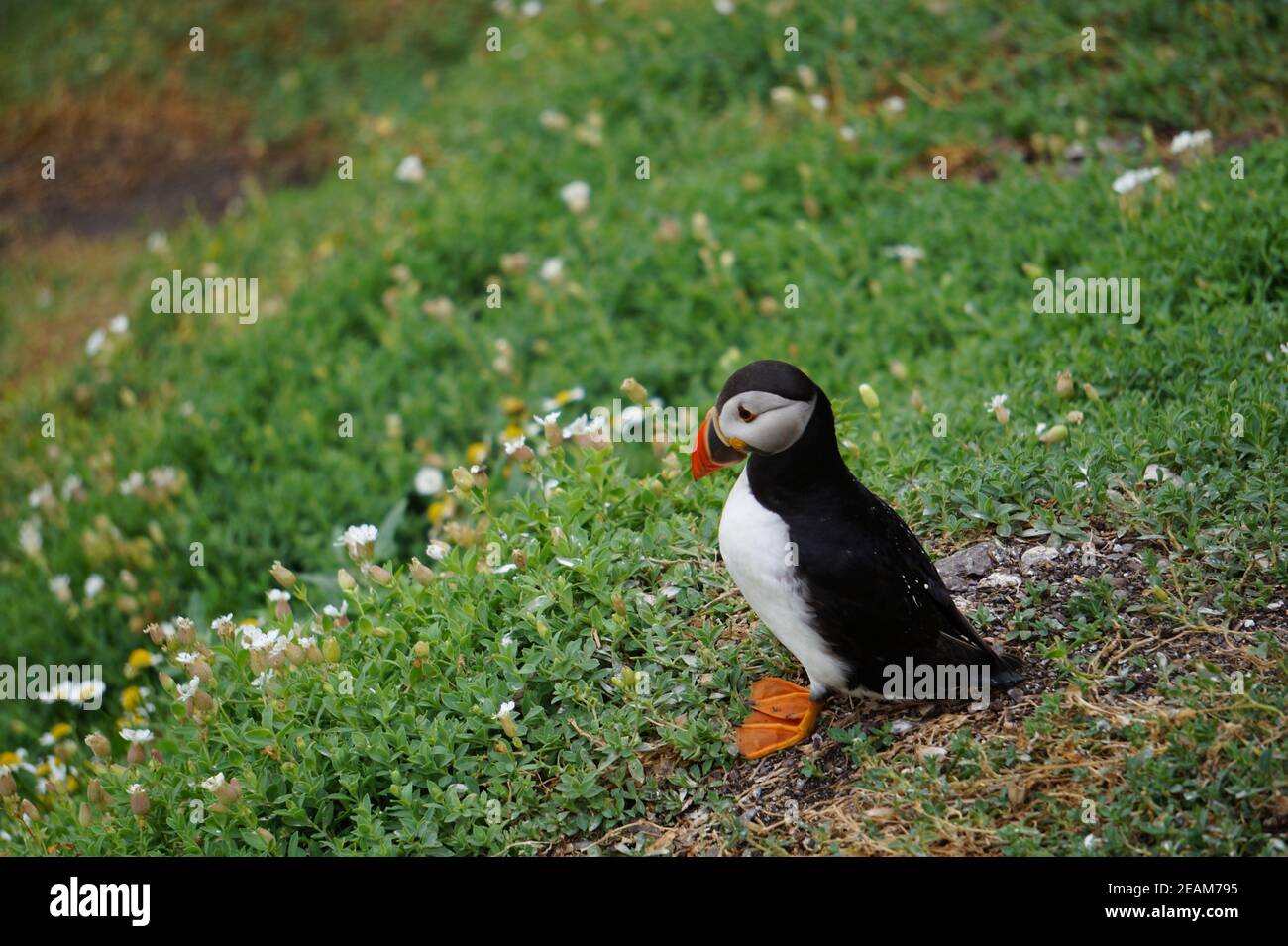 puffins at the Skellig islands Stock Photo - Alamy