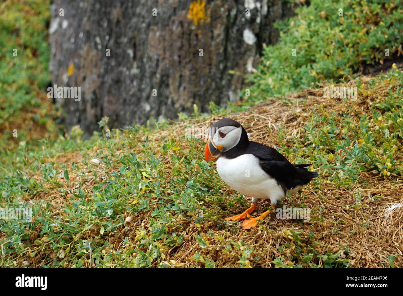 puffins at the Skellig islands Stock Photo - Alamy