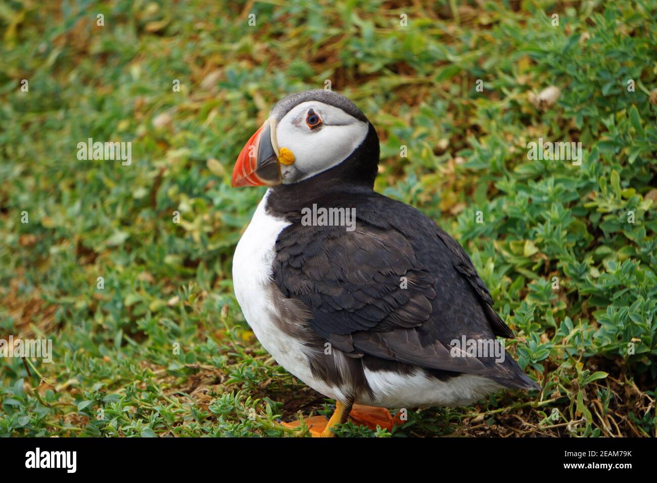 puffins at the Skellig islands Stock Photo - Alamy