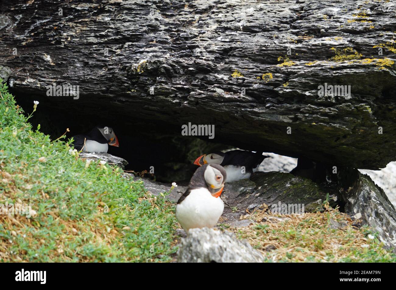puffins at the Skellig islands Stock Photo - Alamy