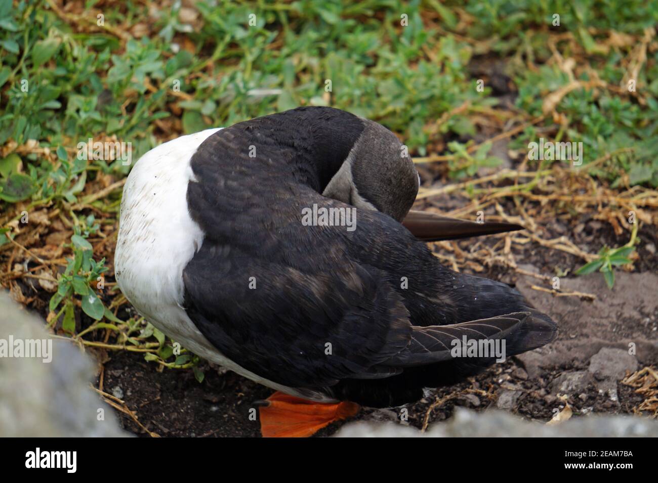 puffins at the Skellig islands Stock Photo - Alamy