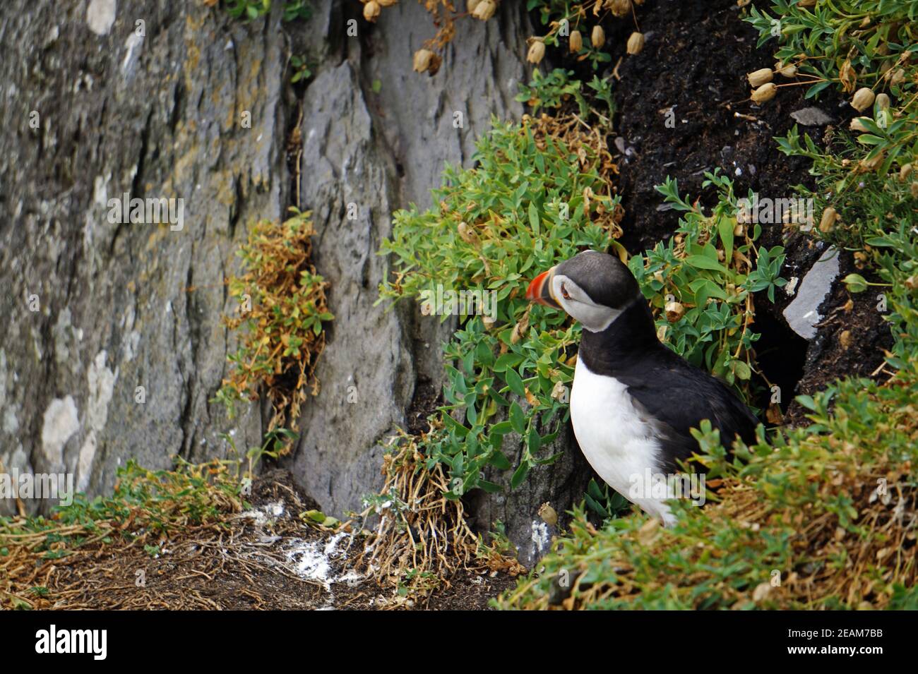 puffins at the Skellig islands Stock Photo - Alamy