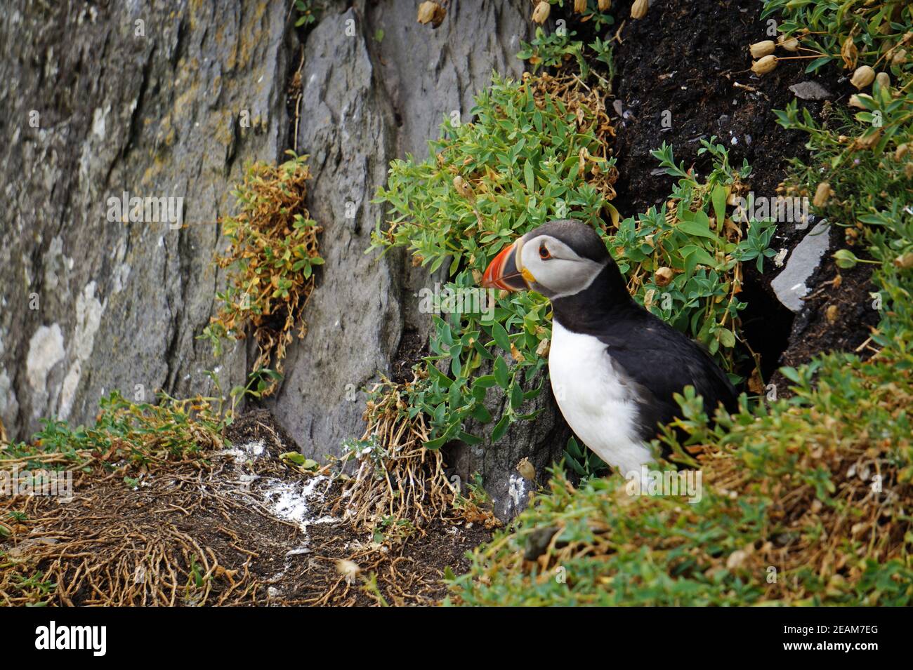 puffins at the Skellig islands Stock Photo - Alamy