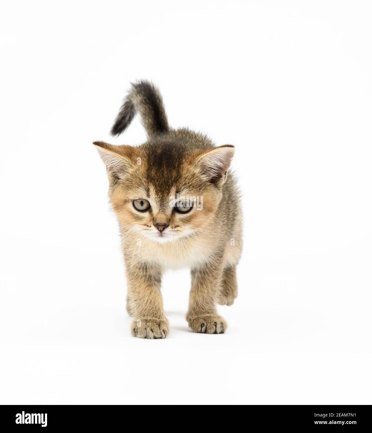 Kitten No Background