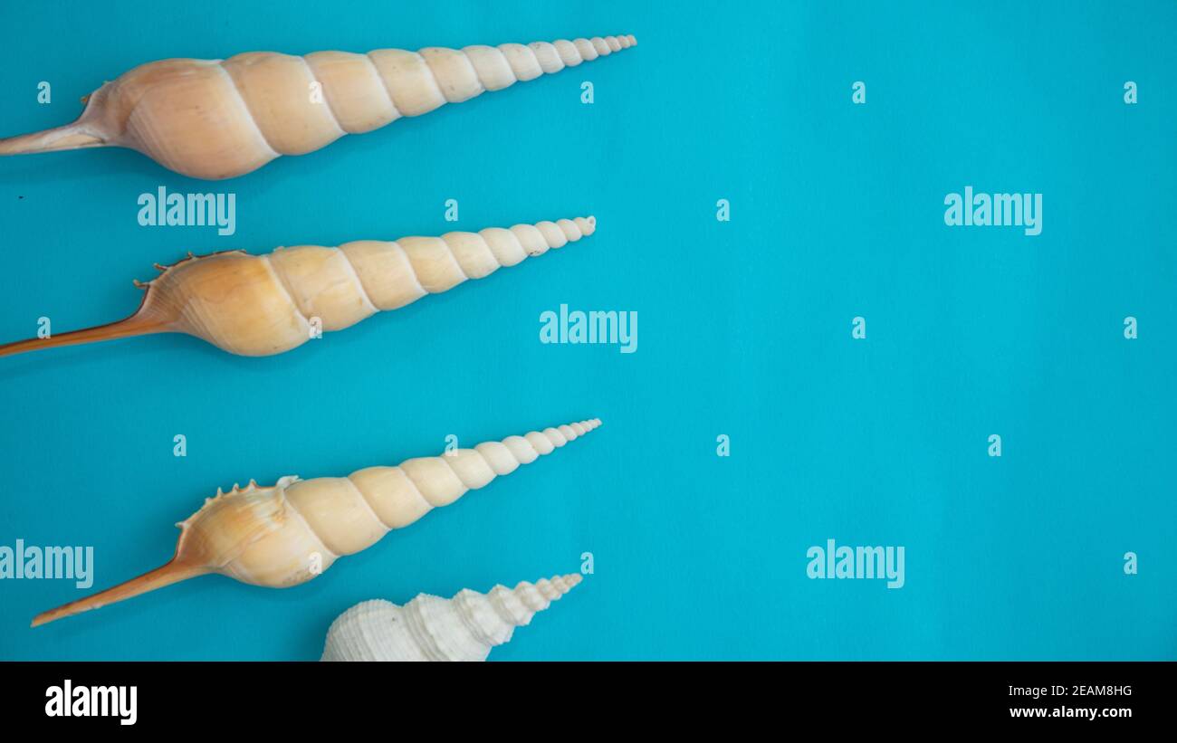 Auger snails hi-res stock photography and images - Alamy