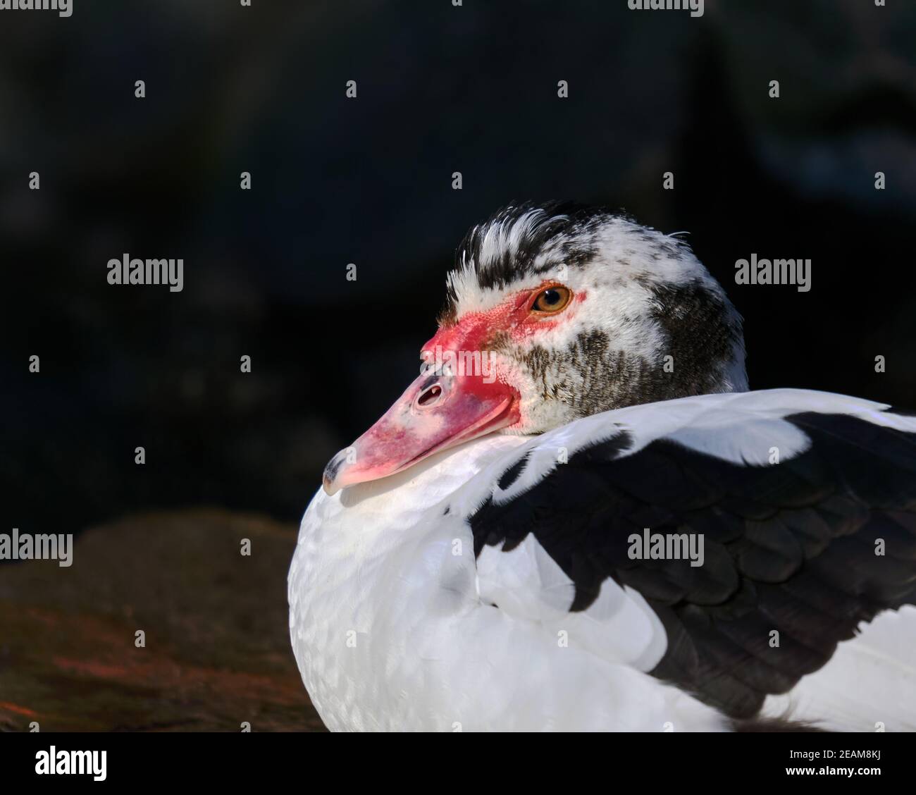 Piebald bird hi-res stock photography and images - Alamy