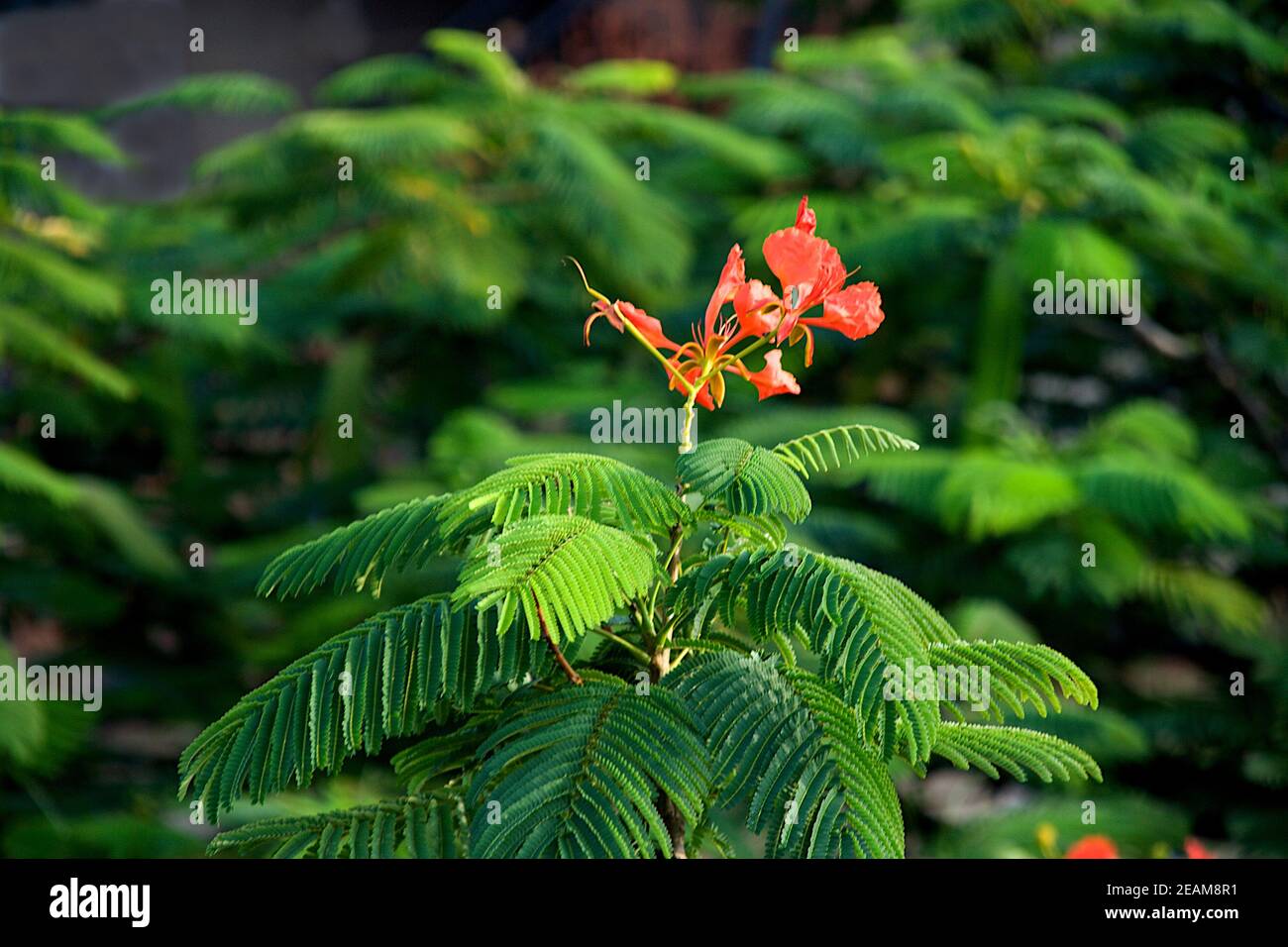 Bunch of Peacock Flower Stock Photo - Alamy