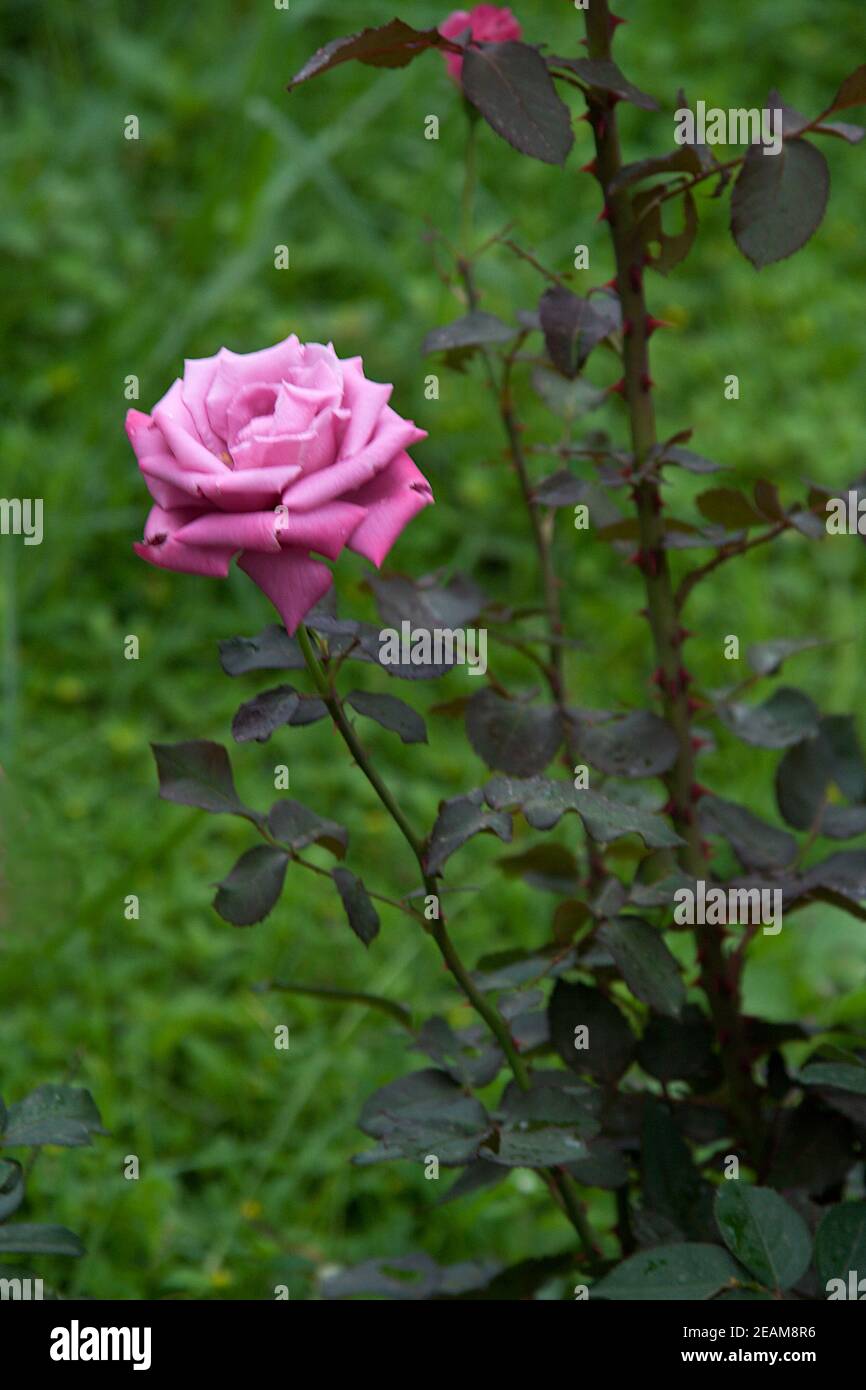 Rose leaves background hi-res stock photography and images - Alamy