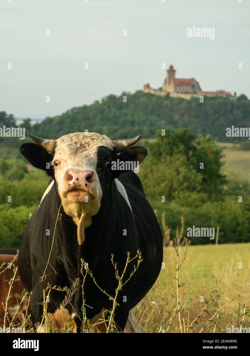 Big cow hi-res stock photography and images - Alamy