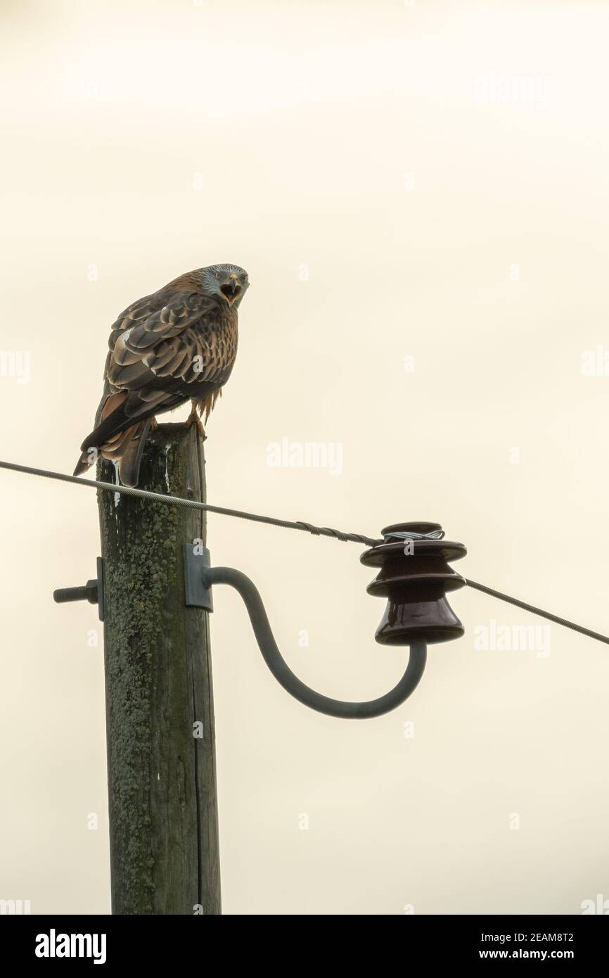 Red kite on a power pole Stock Photo - Alamy