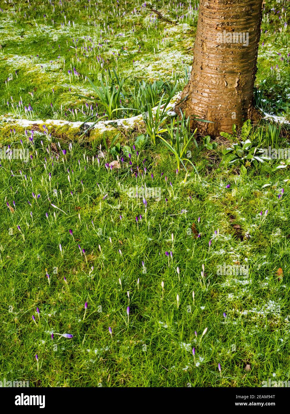 Winter Flowers in the Snow, Caversham, Reading, Berkshire, England, UK ...