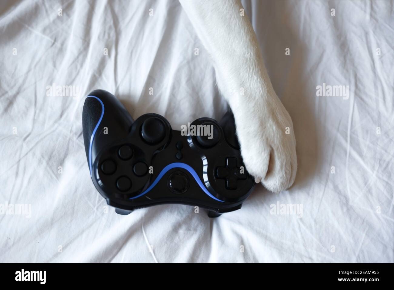 dog's paws lie on the game joystick top view Stock Photo - Alamy