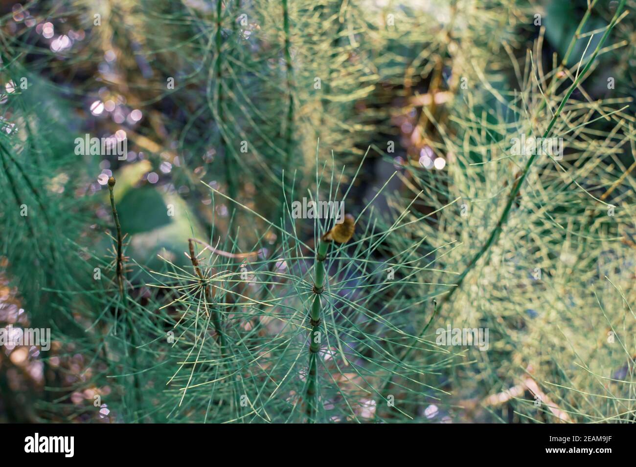 horsetail grows in a swamp, ancient primitive plant Stock Photo - Alamy