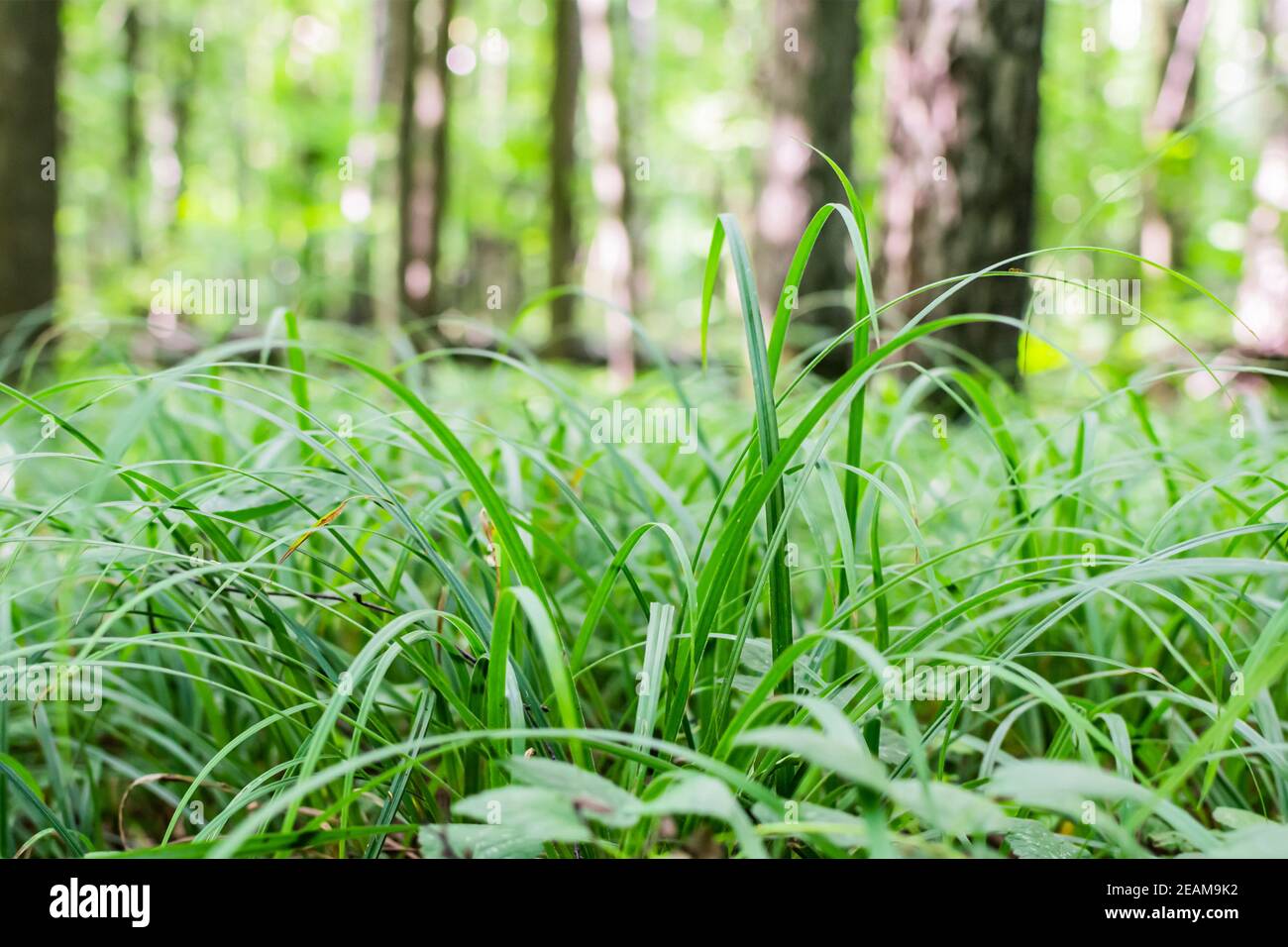 Close up forest grass hi-res stock photography and images - Alamy